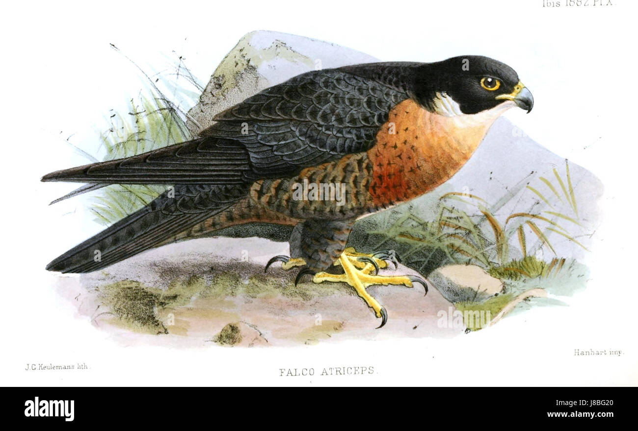 Australian falcon Cut Out Stock Images & Pictures - Alamy