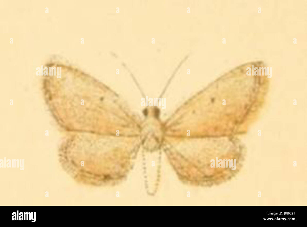 Eupithecia sutiliata is a species of moth in the Geometridae family ...