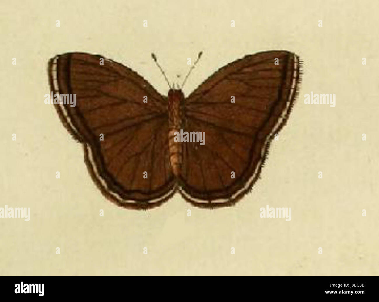 Argante hi-res stock photography and images - Alamy