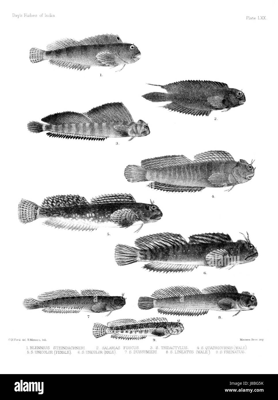 Aquatic biology plate Black and White Stock Photos & Images - Alamy