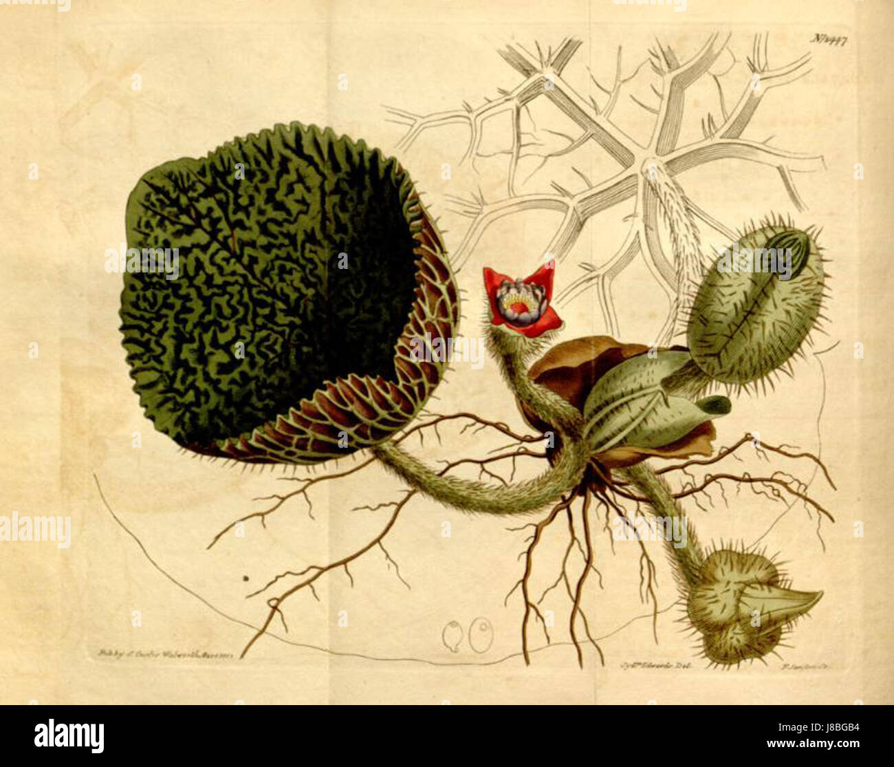 Euryale ferox hi-res stock photography and images - Alamy