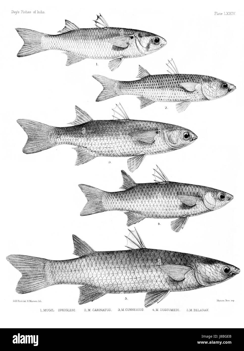 'Fishes of India' is an atlas showcasing the diverse fish species found ...