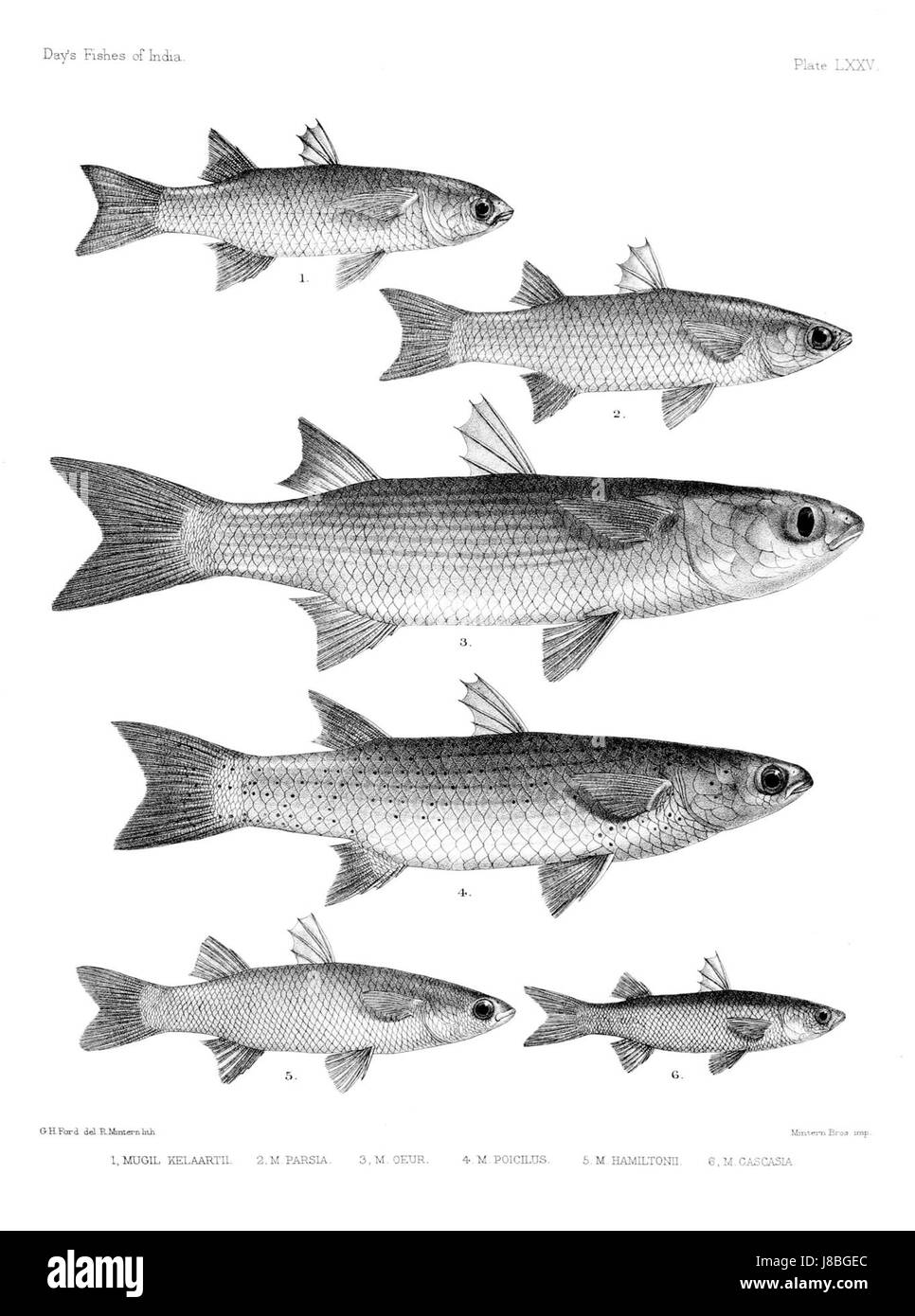 'Fishes of India. Atlas. Plate LXXV' showcases a detailed illustration ...