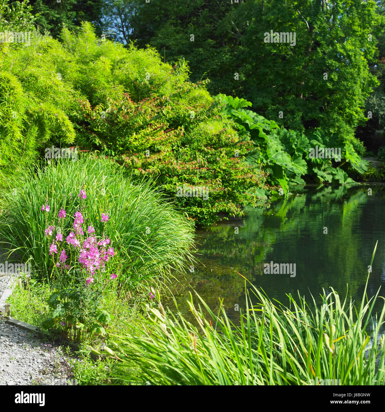 nature, travel, garden, flower, plant, flowers, flora, botany, europe ...