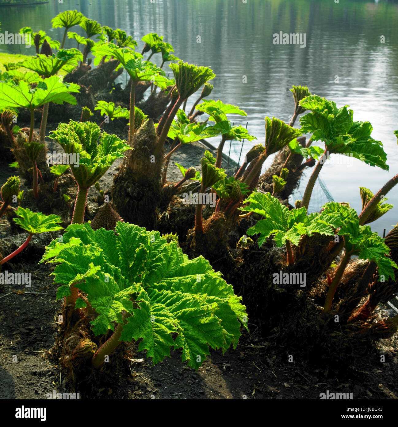 nature, leaf, park, garden, leaves, flora, botany, europe, holland ...
