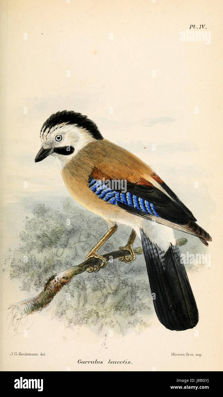 Eurasian jay feathers hi-res stock photography and images - Alamy