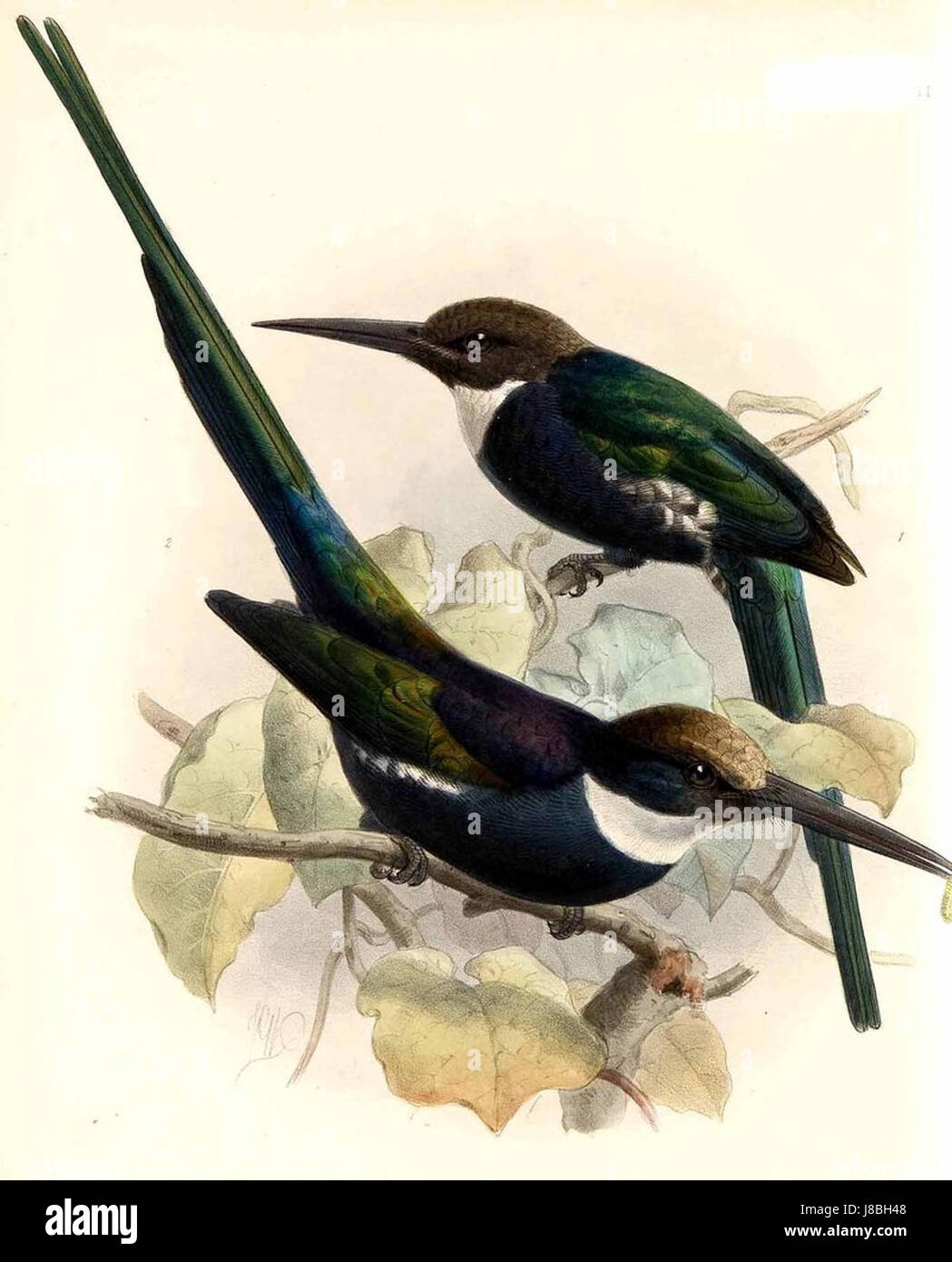 The image depicts a detailed illustration of the Galbula dea, commonly ...