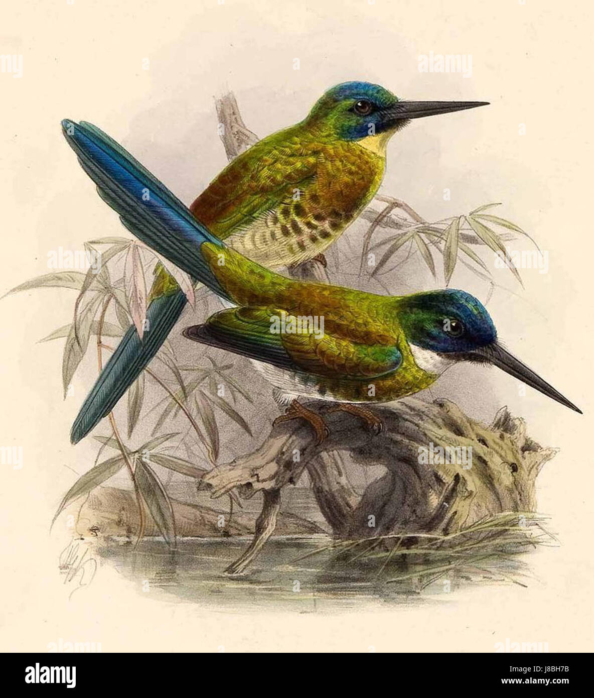 Galbula leucogastra hi-res stock photography and images - Alamy