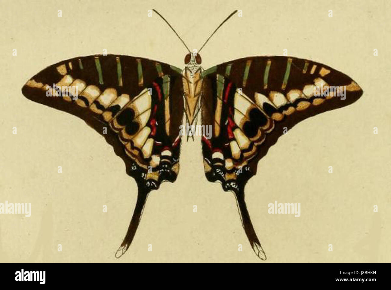 Genus graphium hi-res stock photography and images - Alamy