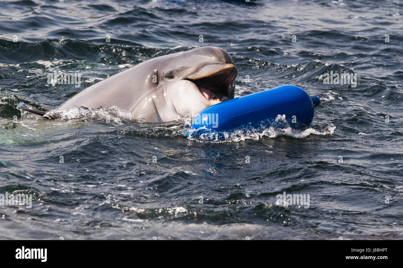Flipper The Dolphin Stock Photos & Flipper The Dolphin Stock Images - Alamy