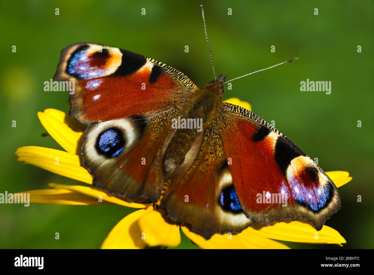 animal, insect, insects, butterfly, animals, butterflies, peacock ...