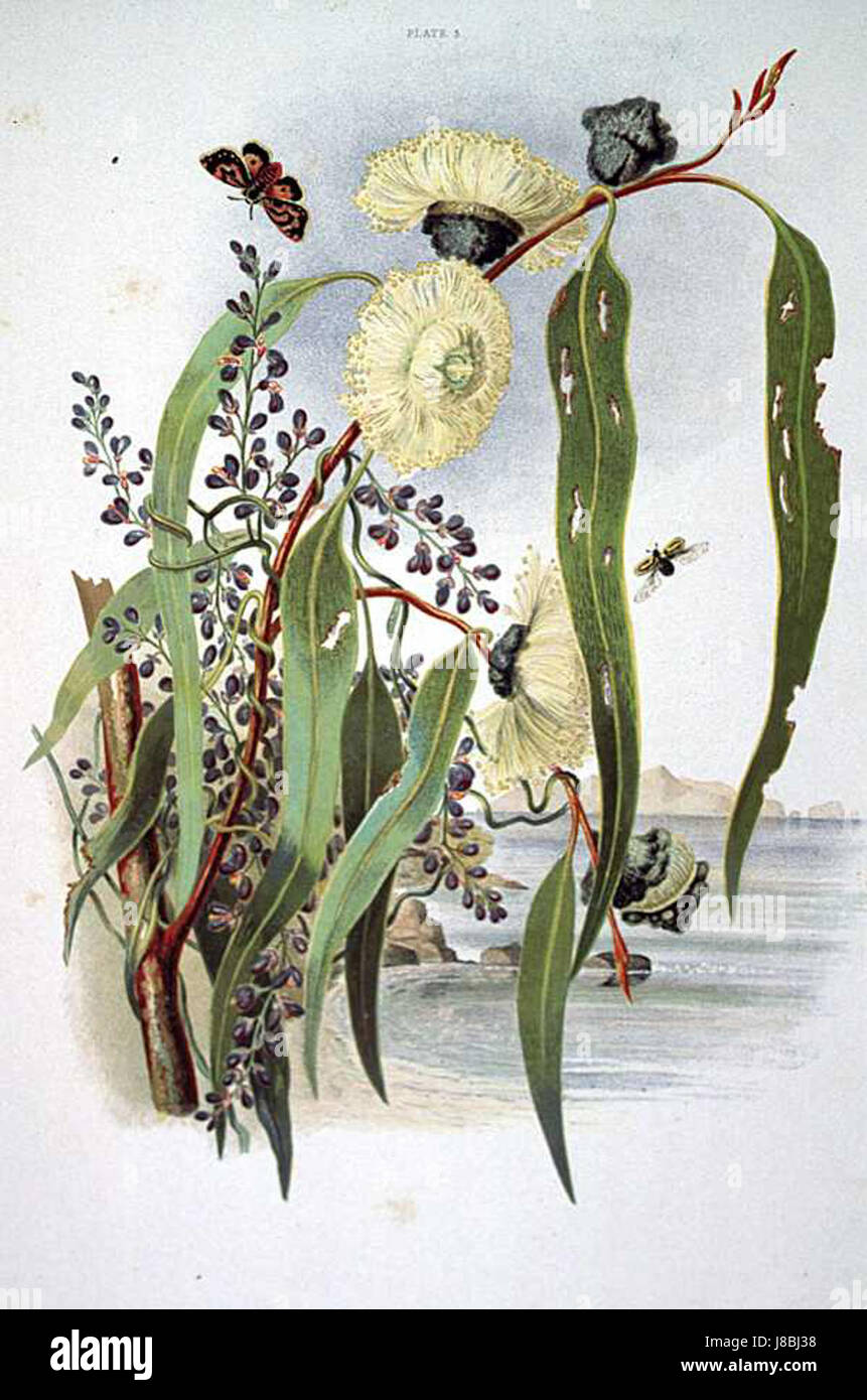 Gum Flowers and Love Stock Photo - Alamy