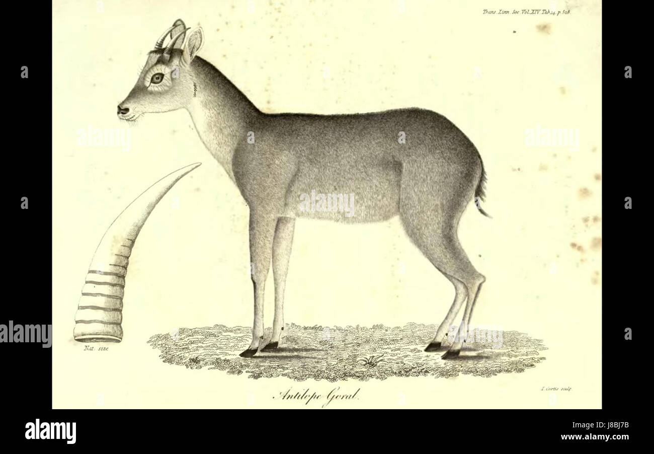 The Goral, a species of goat-antelope, is featured in this work ...