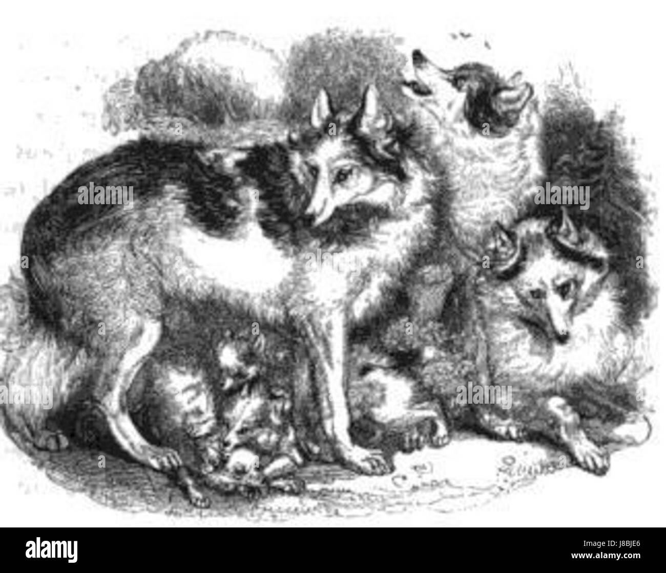 Animal indian Black and White Stock Photos & Images - Alamy