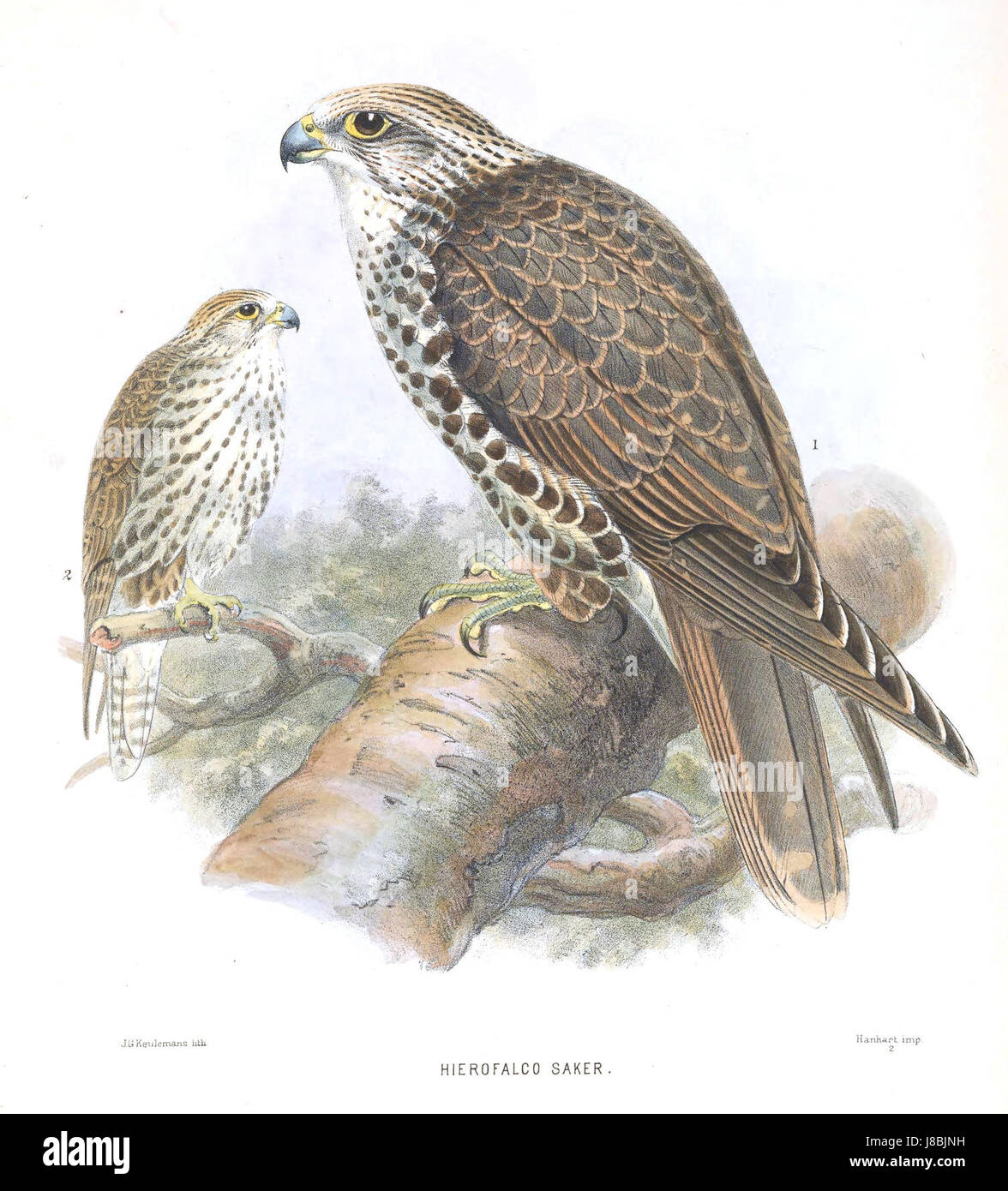 This depiction by Keulemans illustrates the Hierofalco Saker, a species ...