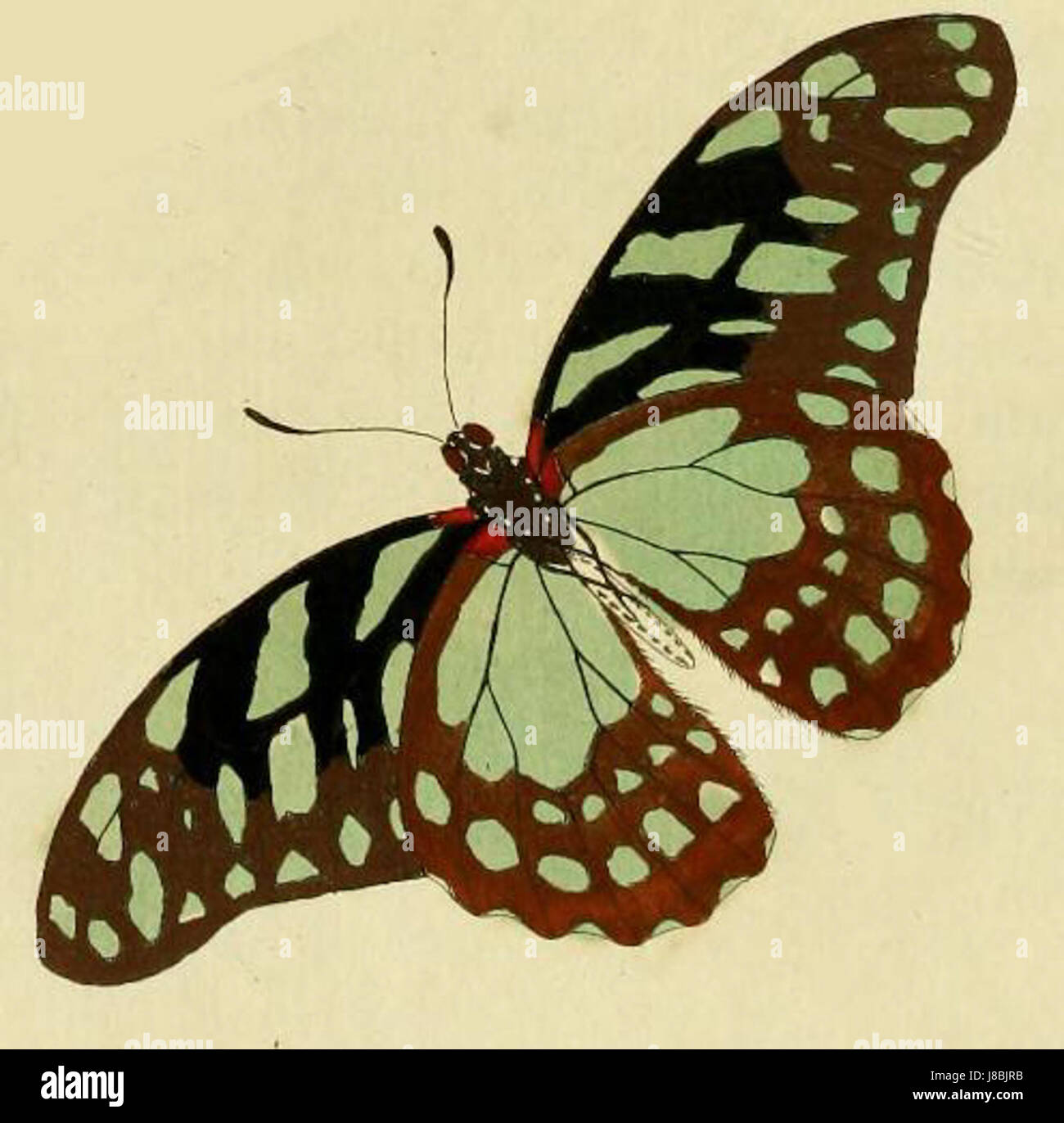 Graphium leonidas, a species of swallowtail butterfly, is known for its ...