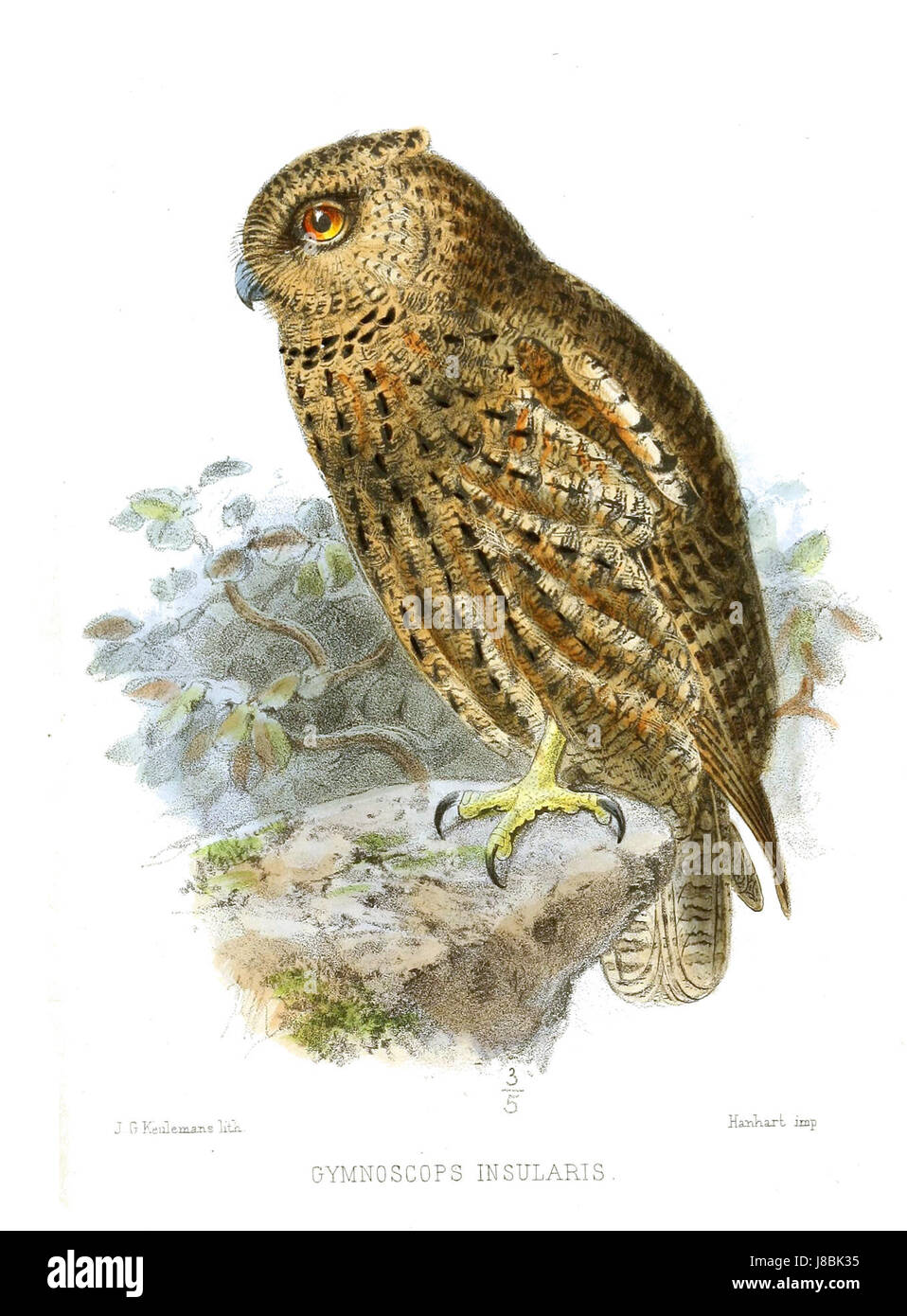 Puerto rican screech owl hi-res stock photography and images - Alamy