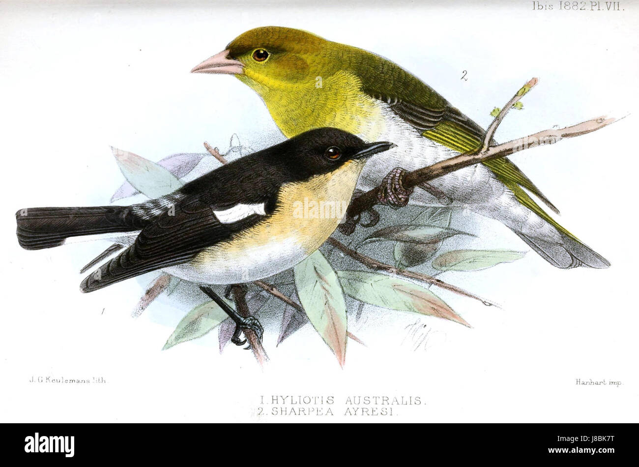 Sharpea hi-res stock photography and images - Alamy