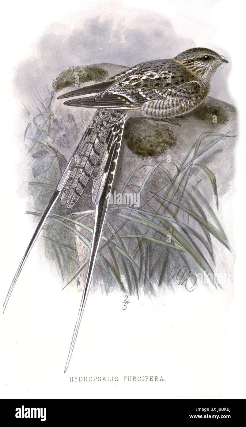 Forked tail Cut Out Stock Images & Pictures - Alamy