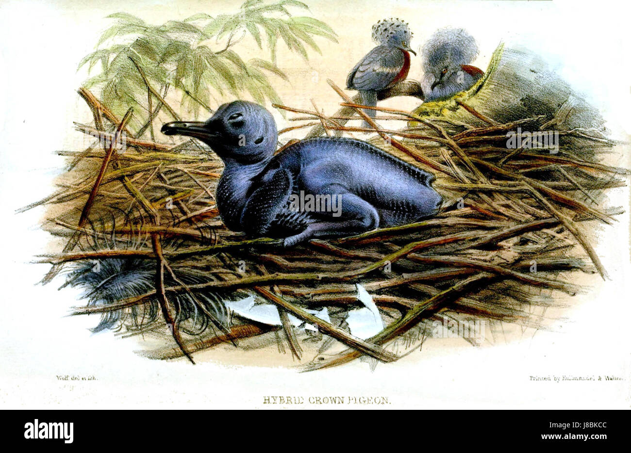 The 'Hybrid Crown Pigeon Wolf' refers to a fictional or conceptual ...