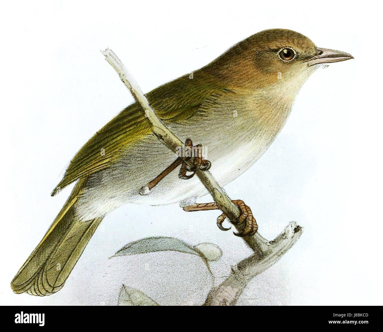 Hylophilus brunneiceps Keulemans Stock Photo - Alamy