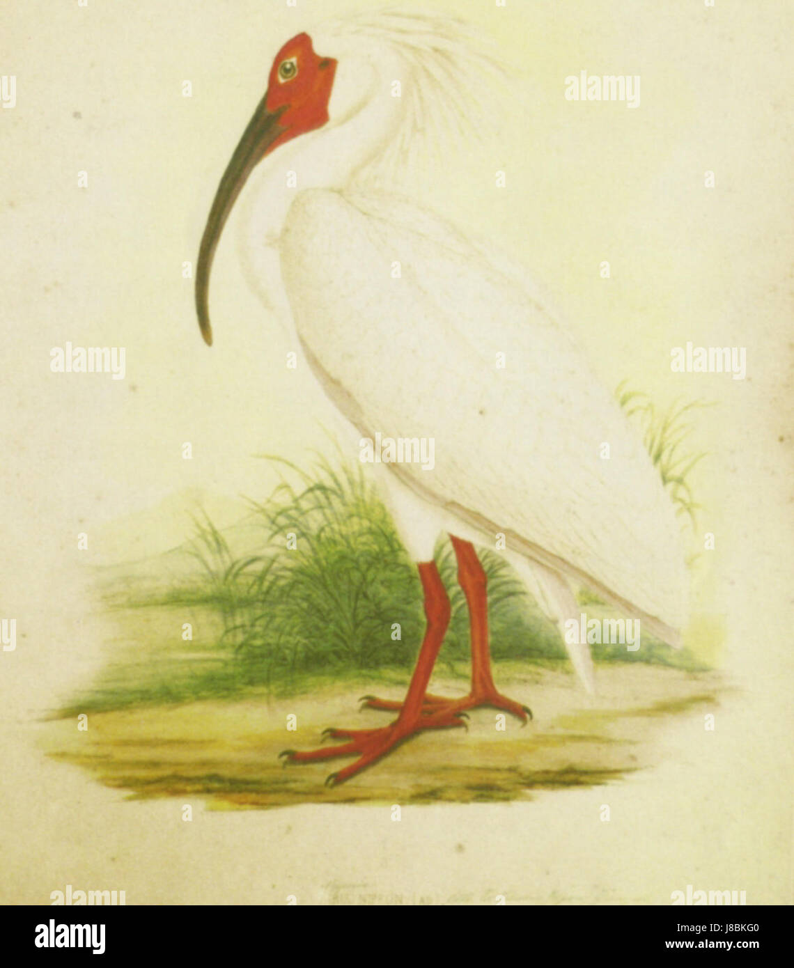 *Ibis nippon* is a species of bird, native to Japan and listed under ...