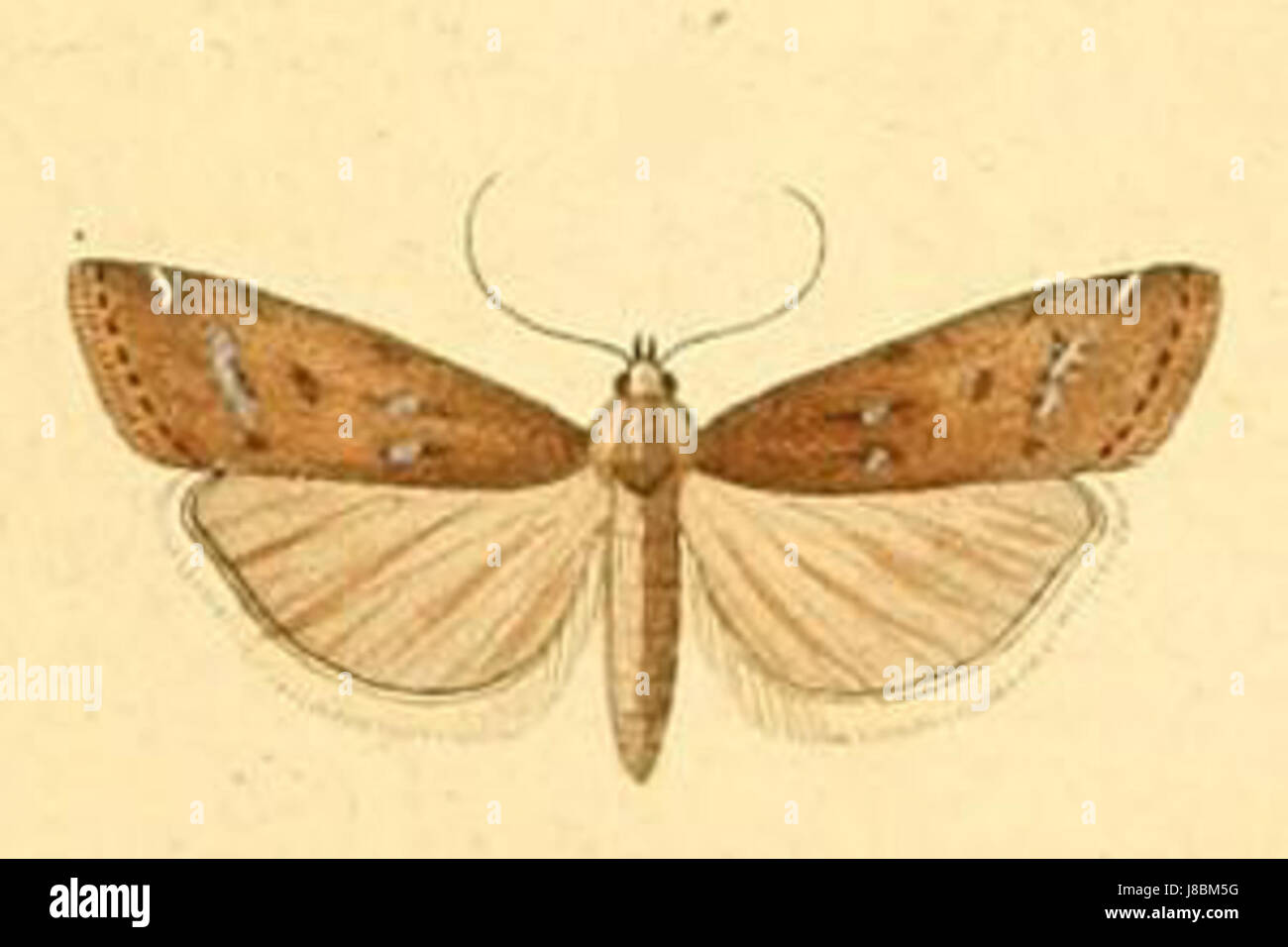 Isauria hi-res stock photography and images - Alamy