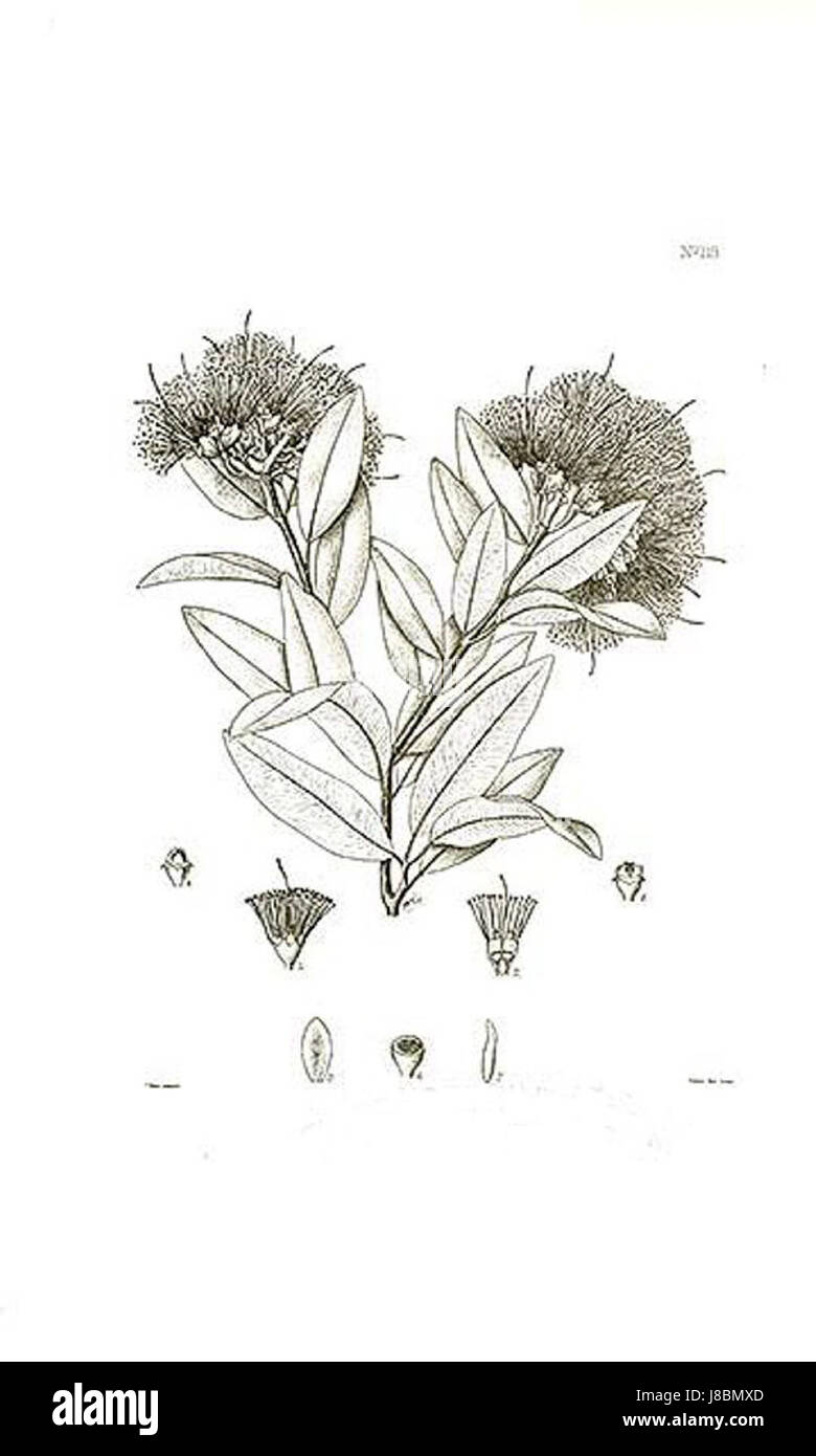 Native forest and new zealand Cut Out Stock Images & Pictures - Alamy