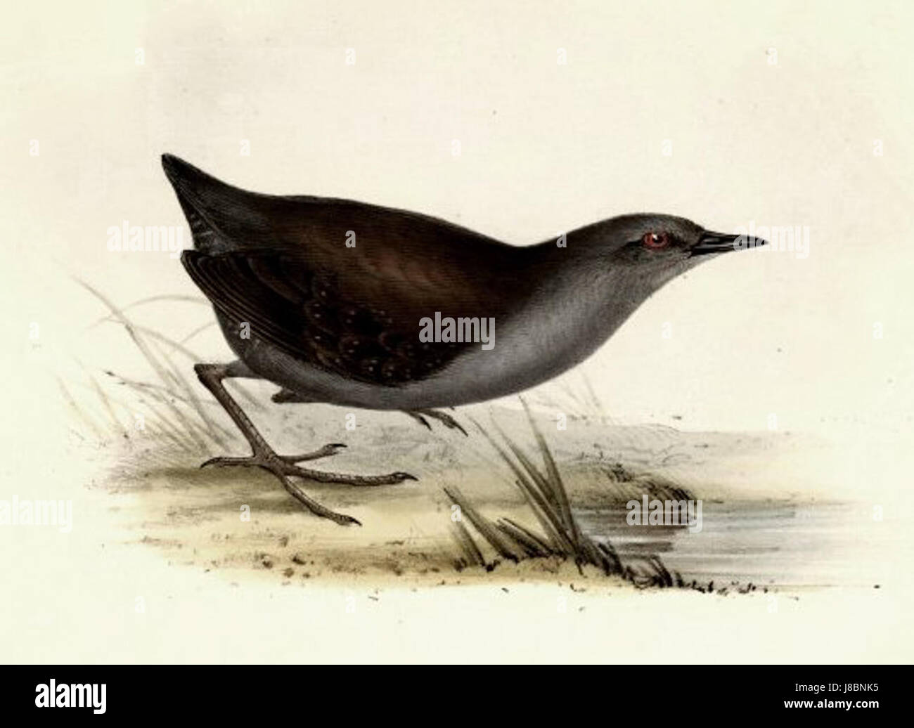 Laterallus hi-res stock photography and images - Alamy