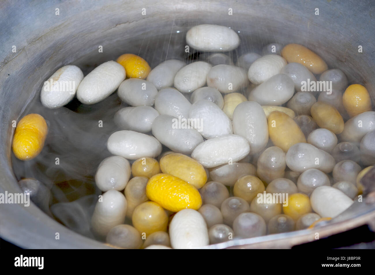 animal, boil, cooks, boiling, cooking, textile industry, caterpillar ...