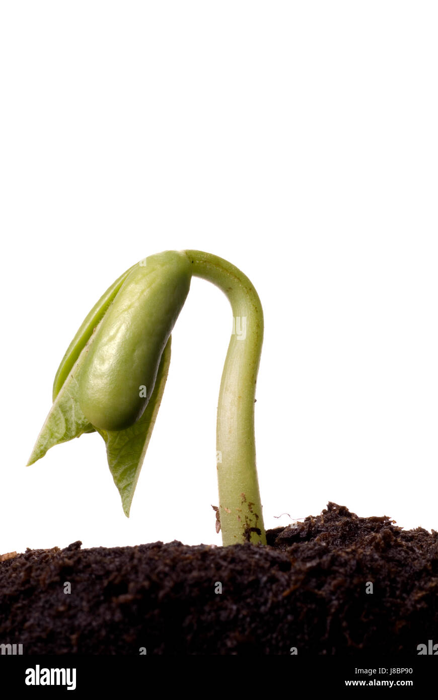 model, design, project, concept, plan, draft, growth, seedling, sprout ...