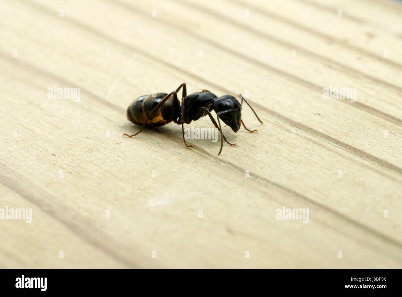 Hairy wood ant hi-res stock photography and images - Alamy