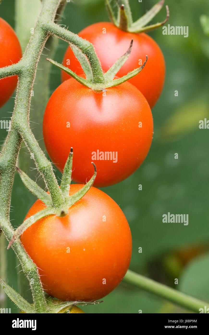 garden, vegetable, tomatoes, tomatos, vine, grape vine, grape-vine ...