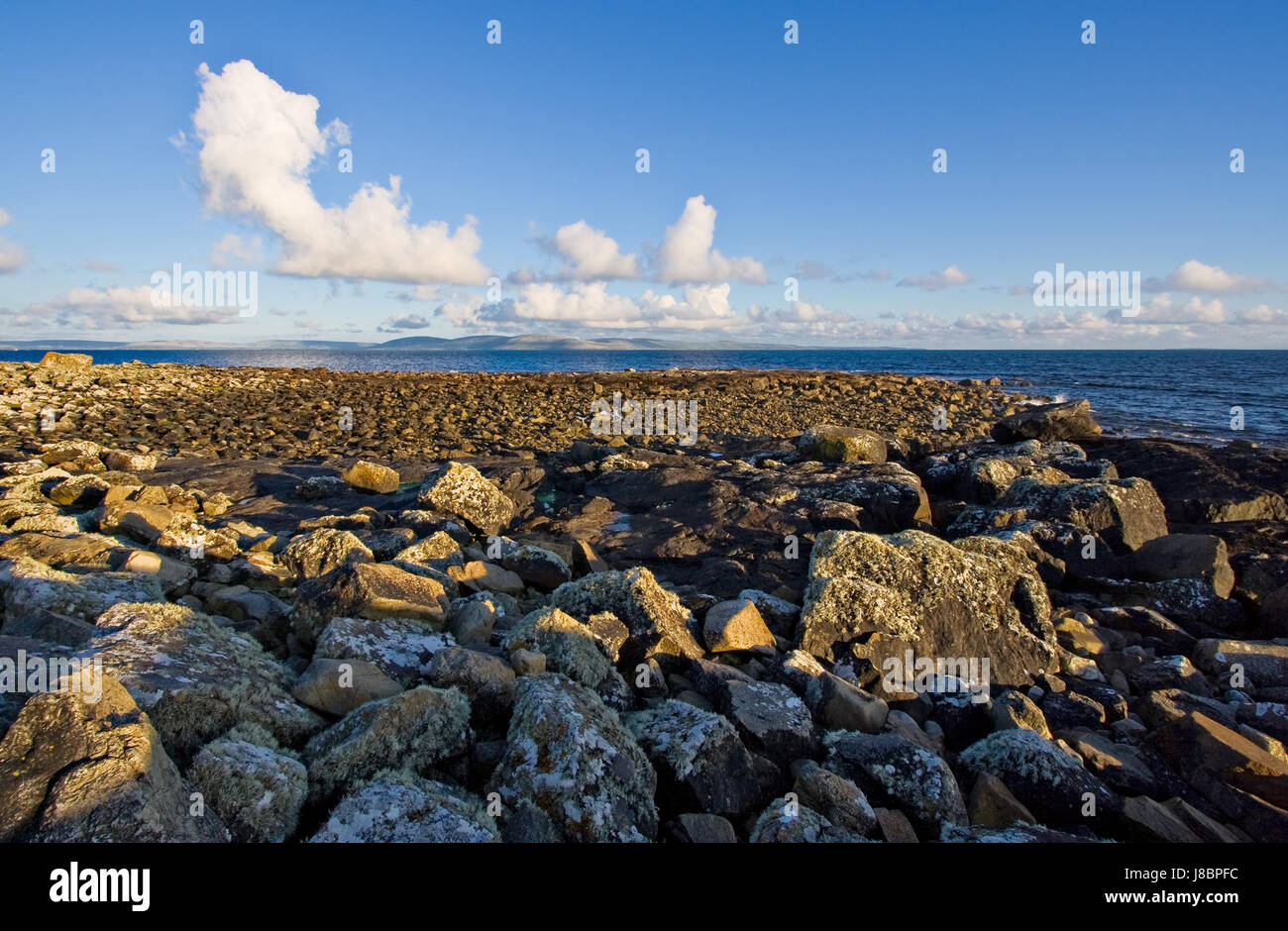 Spiddael hi-res stock photography and images - Alamy