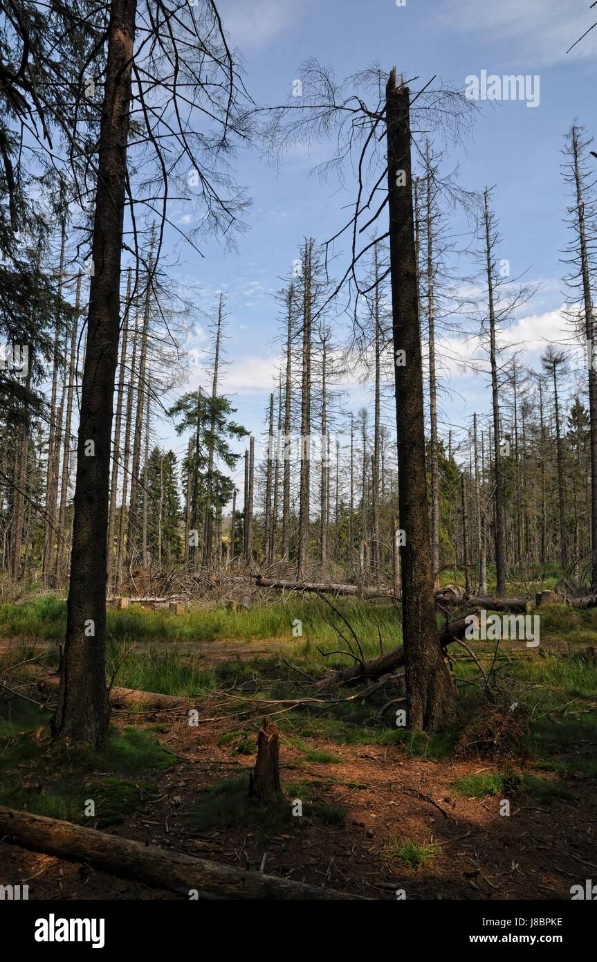 Saurer regen hi-res stock photography and images - Alamy