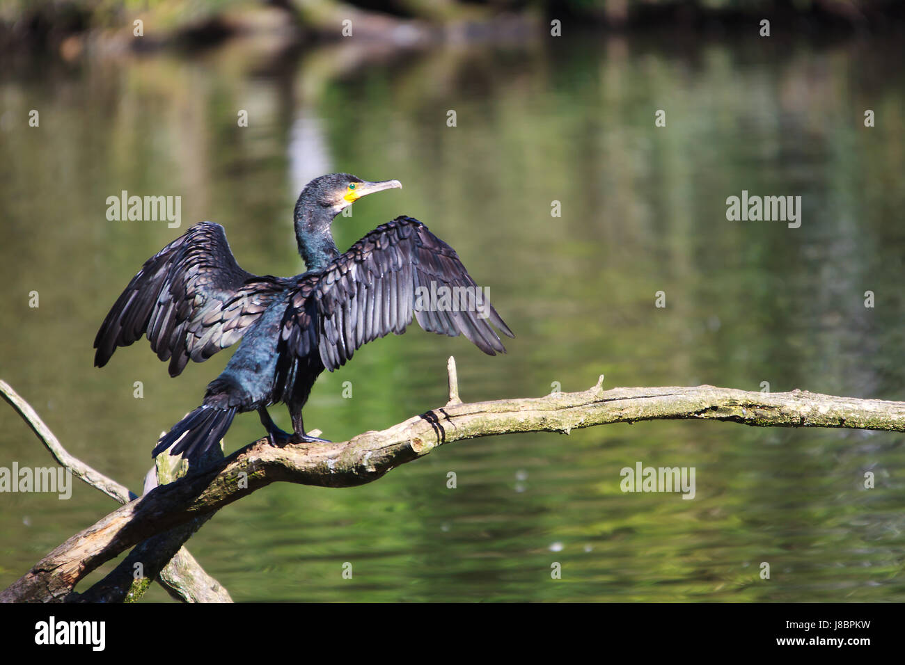 eye, organ, spread, observation, branch, facilitate, ease, resting ...