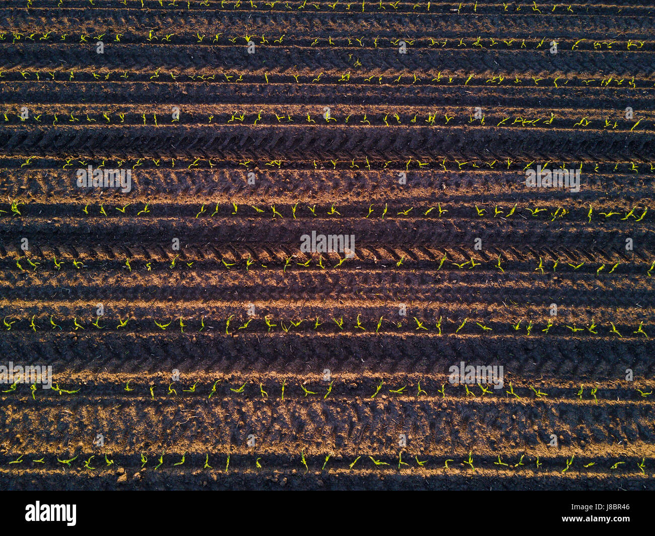 Top view of corn field furrows, aerial view of cultivated maize crops ...