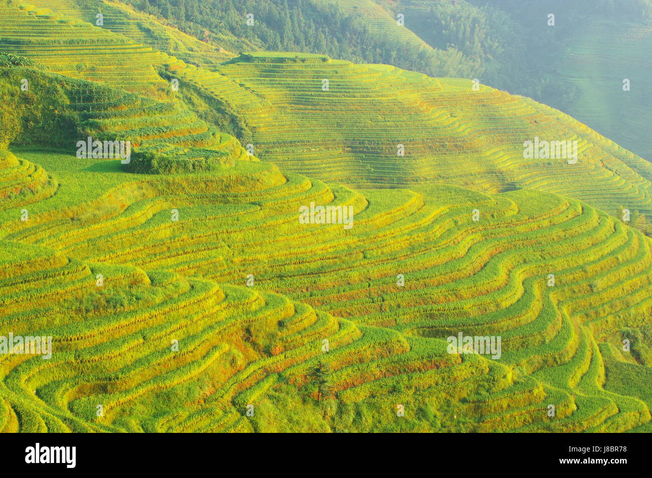 agricultural, tree, asia, agriculture, farming, field, look, glancing ...