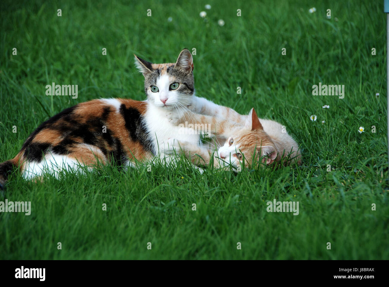 animal, pet, cats, cement, pussycat, cat, domestic cat, animal, pet ...