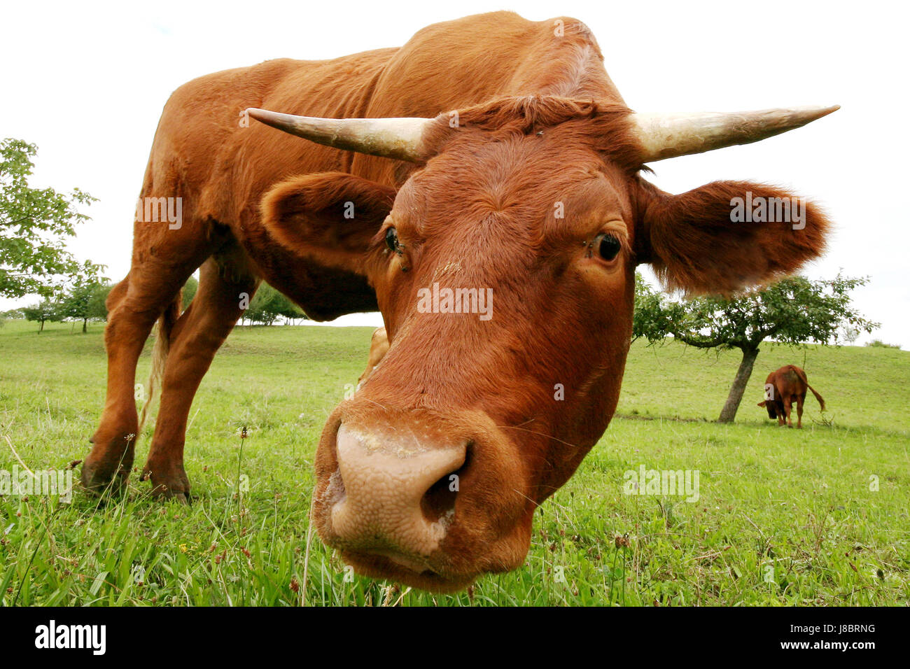 animal, animals, horn, cornets, cow, bovine, cattle, legs, environment ...
