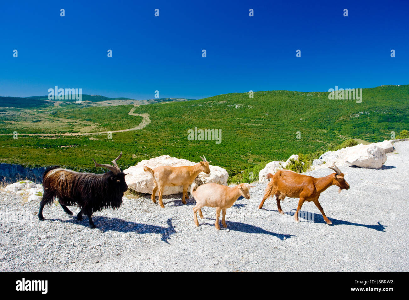 landscape, scenery, countryside, nature, animal, mammal, fauna, animals ...