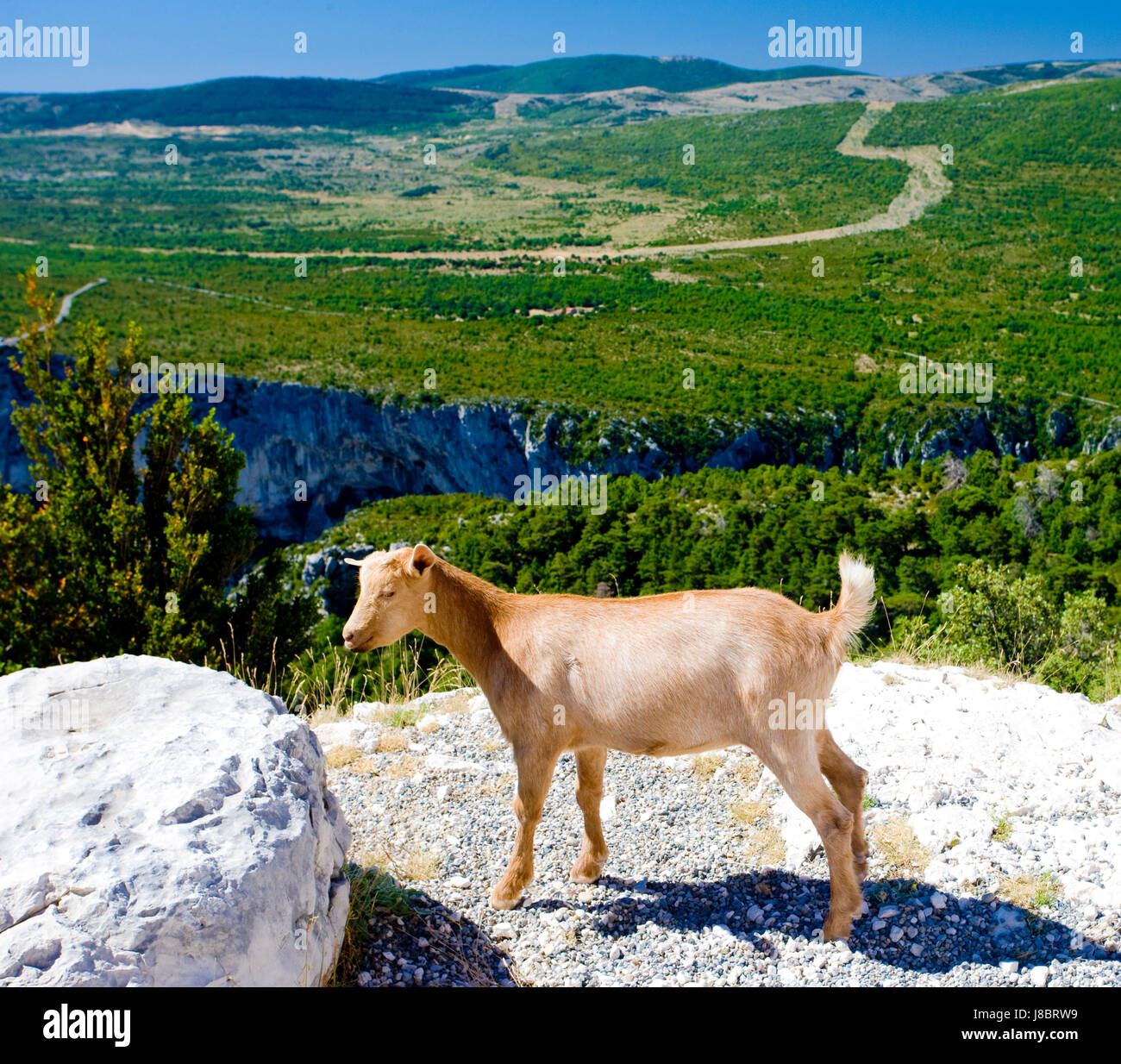 landscape, scenery, countryside, nature, animal, mammal, fauna, animals ...