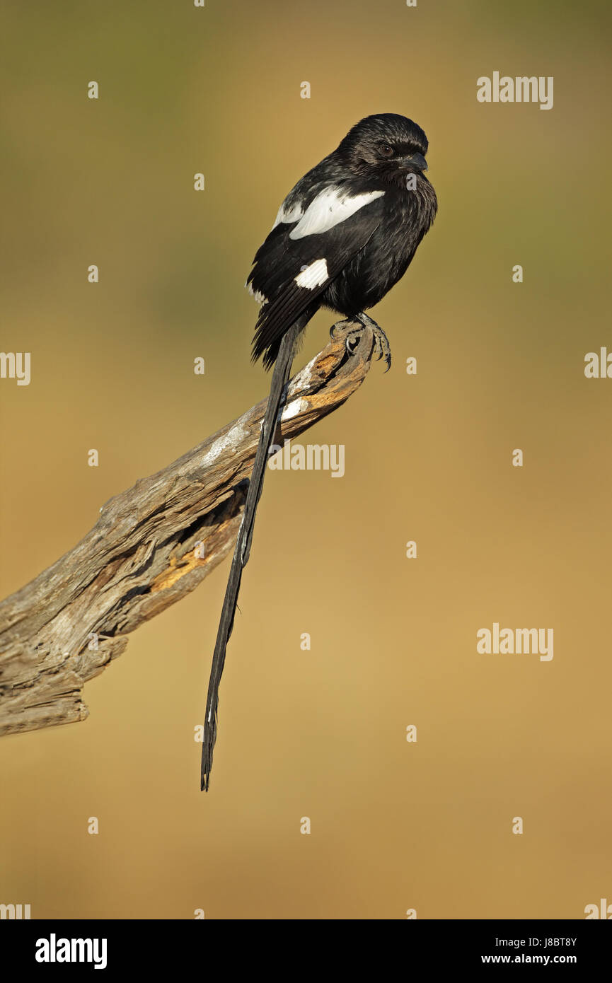 bird, africa, magpie, tail, African, claws, nature, park, animal, bird ...