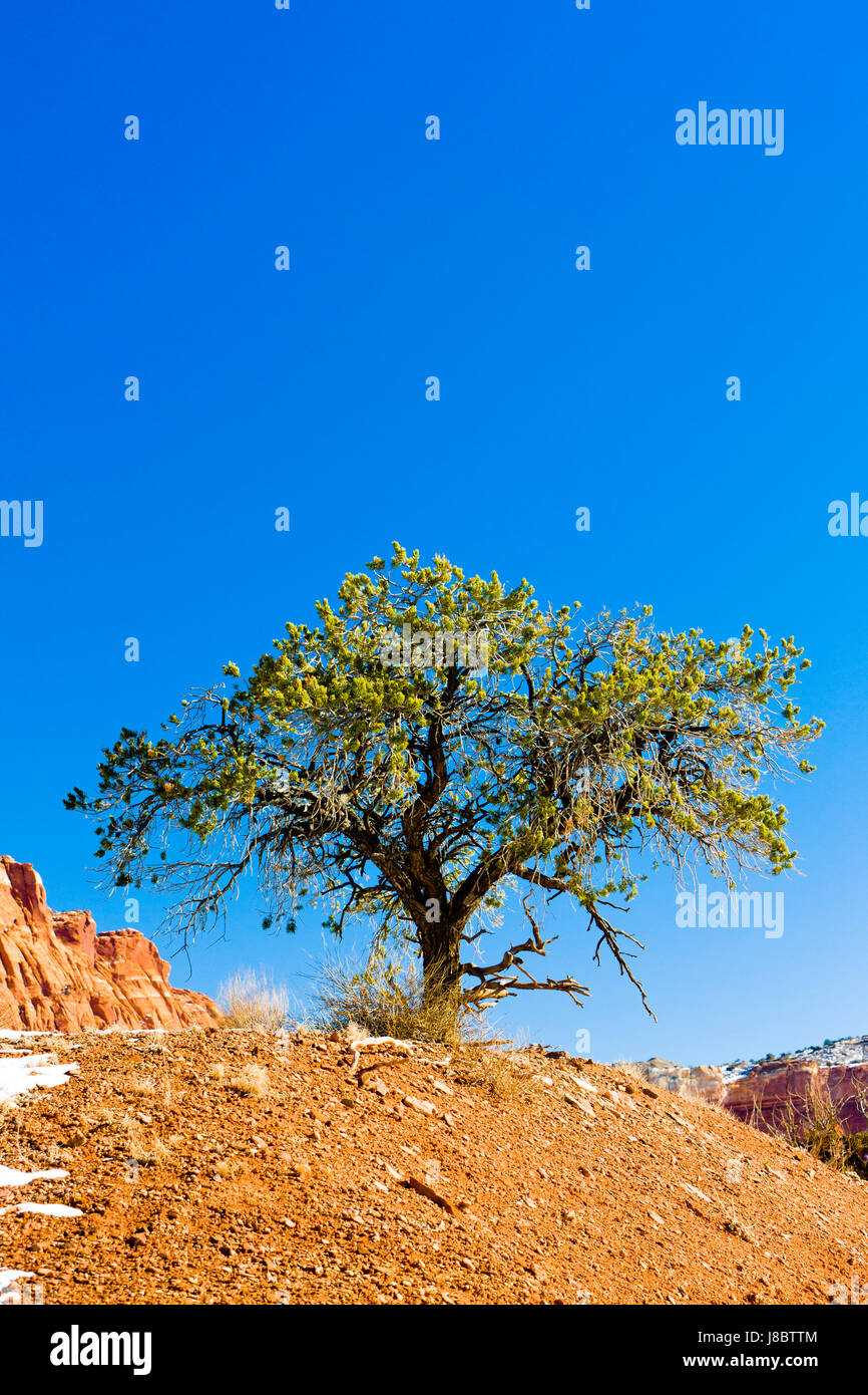 landscape, scenery, countryside, nature, travel, tree, national park ...