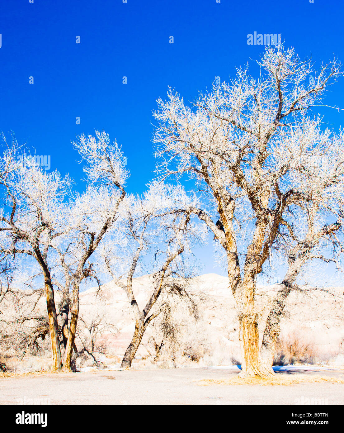 landscape, scenery, countryside, nature, tree, trees, winter, snow ...