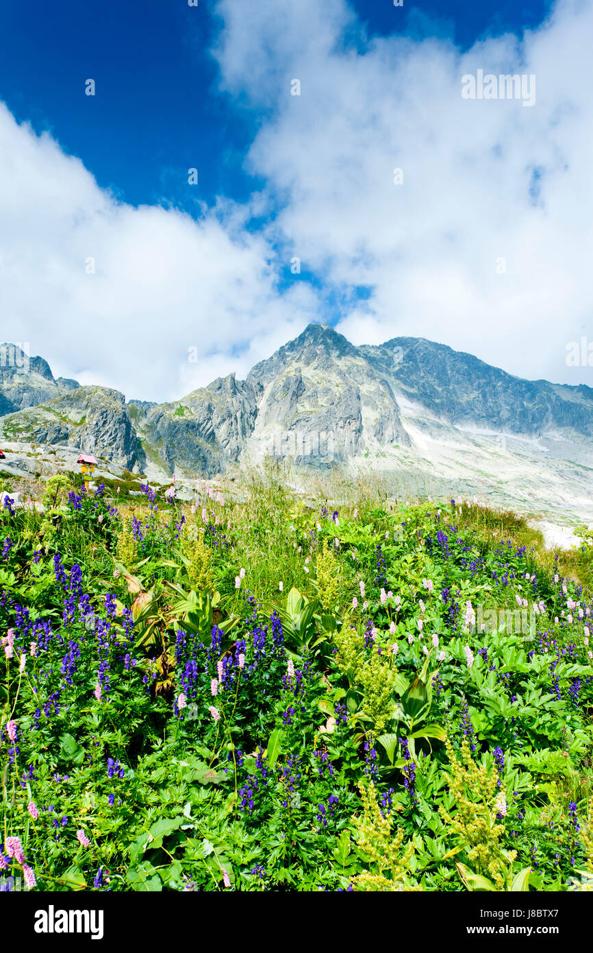 travel, mountains, flower, plant, slovakia, national park, flora ...