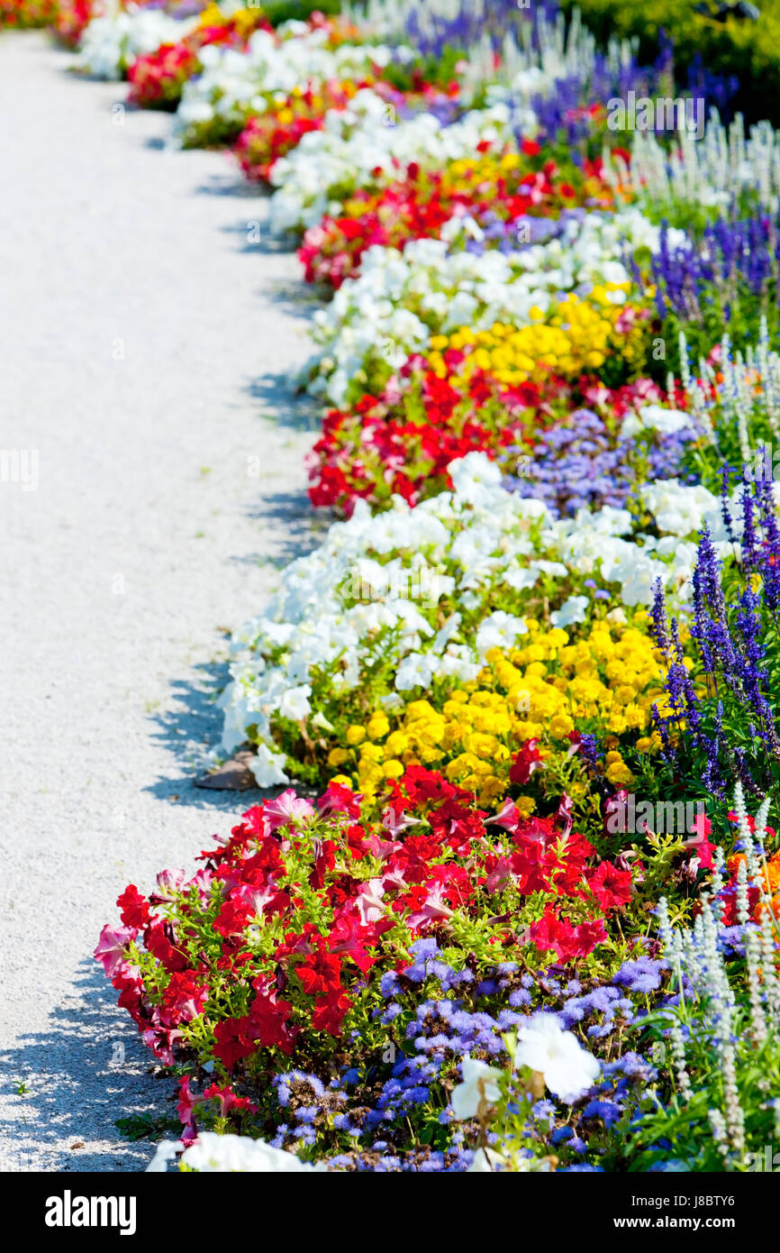 garden, flower, plant, slovakia, flowers, flora, botany, summer ...