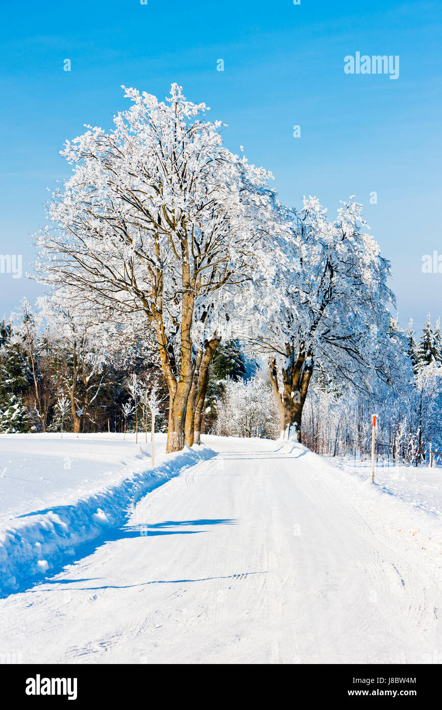 tree, trees, winter, snow, coke, cocaine, material, drug, anaesthetic ...