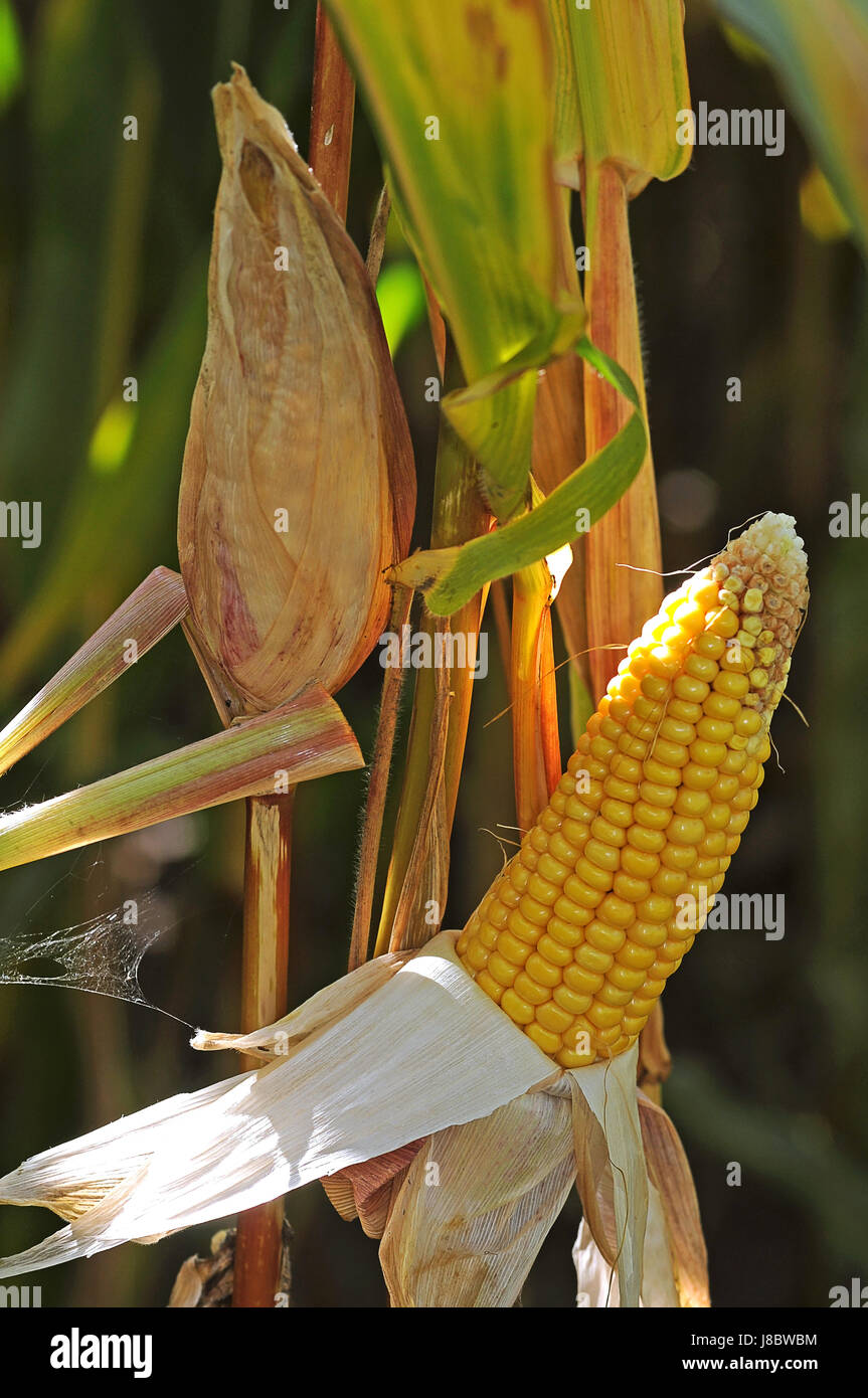 corn, piston, corncob, cob, fodder, agriculture, farming, grain, ripe ...