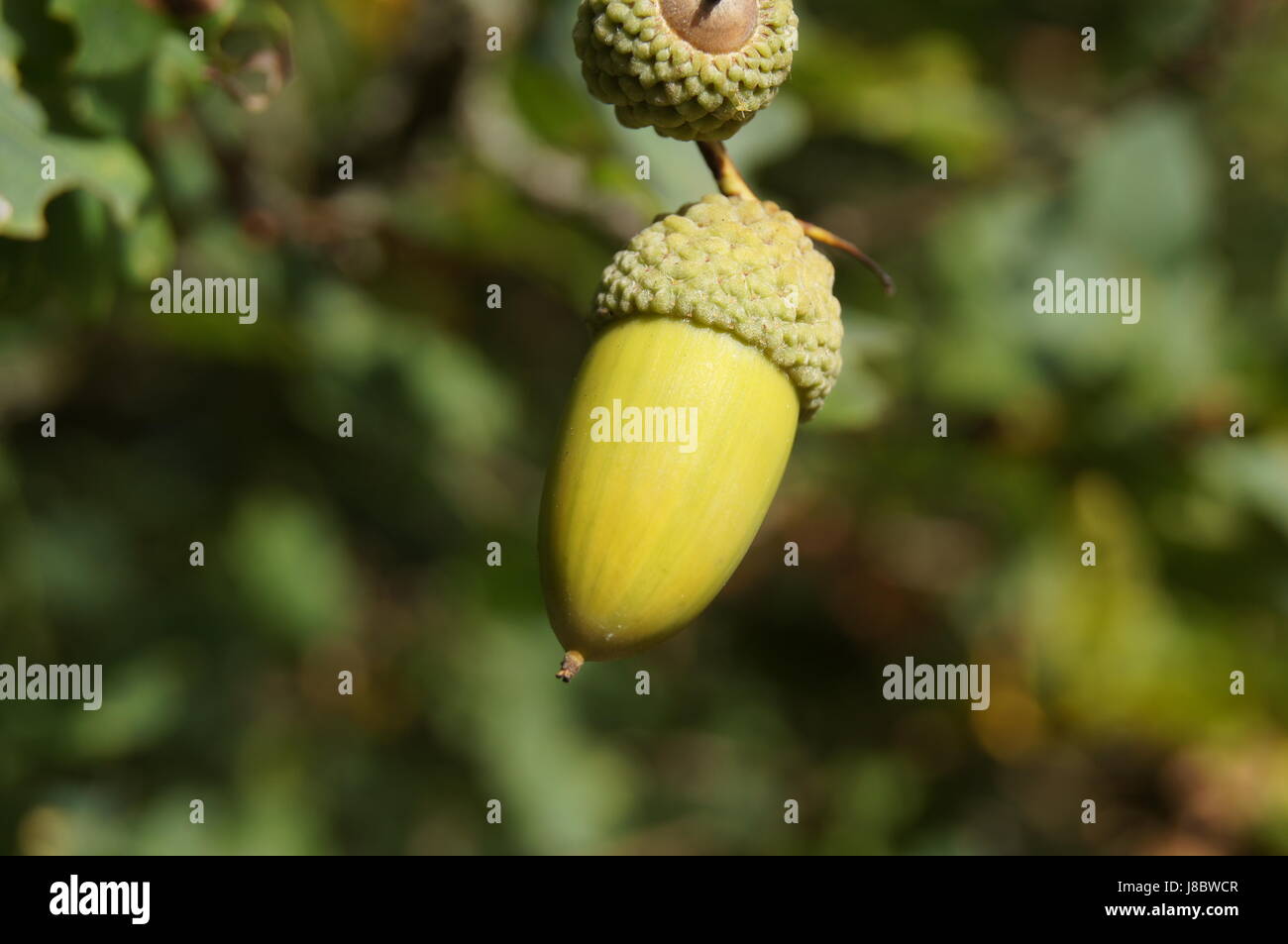 oak, growth, acorn, ideas, seed, begin, beginnings, single, wood, oak ...